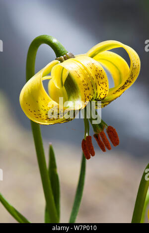 Pyrenean Lily (Lilium pyrenaicum) Pyrenees, Lleida Province, Spain ...