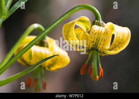 Pyrenean Lily Lilium pyrenaicum Stock Photo - Alamy