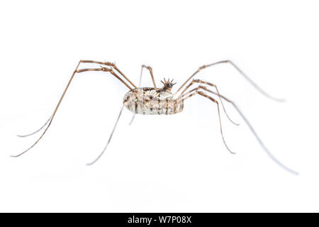 Spiny-headed harvestman (Megabunus diadema) showing prominent spines ...