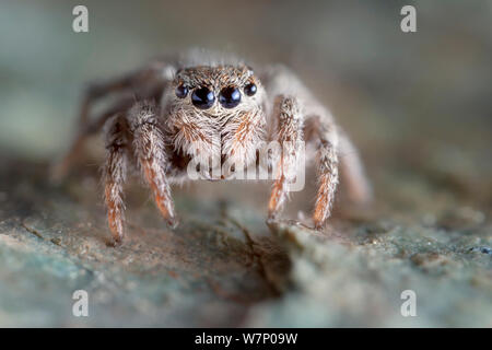 Jumping Spider {Sitticus sp.} found on a mountain ridge at 2800 metres ...