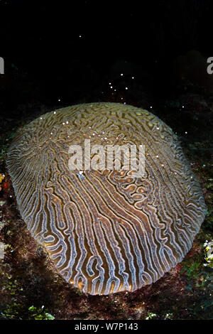 Grooved Brain Coral (Diploria labyrinthiformis), Bonaire, Netherlands ...