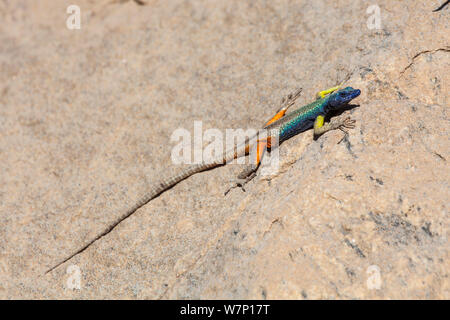 Augrabies flat lizard (Platysaurus broadleyi). Augrabies Falls National ...