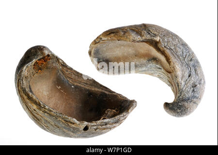 Gryphaea dilatata, devil's toenail Stock Photo - Alamy
