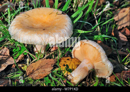 Woolly milkcap / bearded milk cap fungus (Lactarius torminosus) growing ...