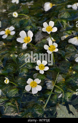 Water-crowfoot (Ranunculus fluitans subsp. penicillatus) flowering ...