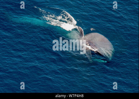 Blue Whale (Balaenoptera musculus) filter feeding, endangered, Sea of ...