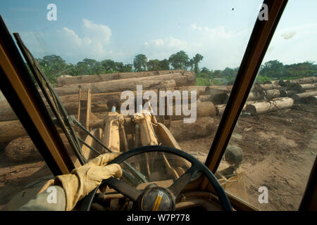 Large-scale hardwood timber extraction with hardwood logs being readied ...