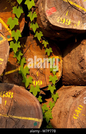 Logging the rainforest, Gabon Stock Photo - Alamy