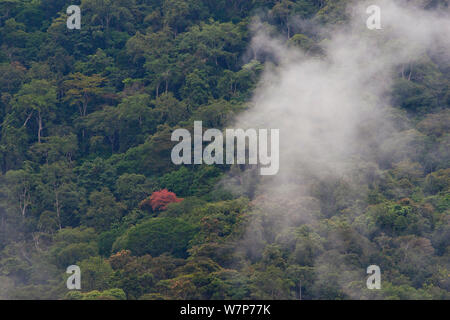 Aerial view tropical rainforest morning sunrise with fog nature ...