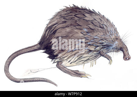 Desman Galemys pyrenaicus Pyrenees Spain Sanz VISUAL WRITTEN Stock ...