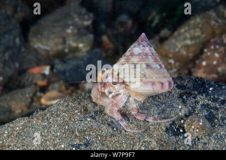 Anemone Hermit Crab (Pagurus prideauxi) mating behaviour. Maseline ...