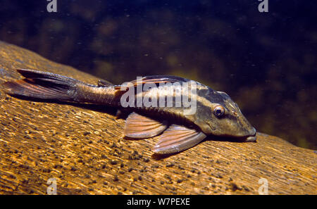 Wood eating catfish (Panaque sp) Southern Amazon basin, Brazil Stock ...