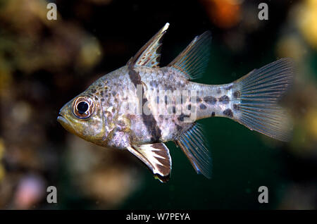 orbiculate cardinalfish, sphaeramia orbicularis Stock Photo - Alamy