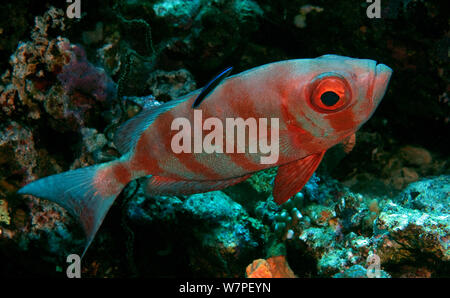Redmouth grouper fish, Aethaloperca rogaa, with cleaner wrasse, "Red ...