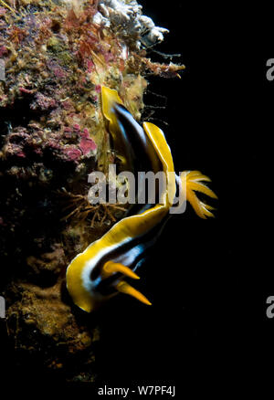 Pyjama slug chromodoris quadricolor Red Sea Dahab Egypt Stock Photo - Alamy