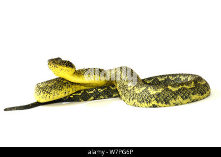 Mount Kenya Bush Viper Stock Photo - Alamy
