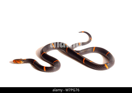 Fea Viper (Azemiops feae) captive from China Stock Photo - Alamy