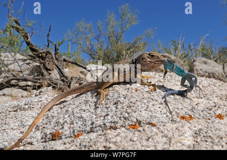 Ornate Tree Lizard Urosaurus ornatus jumping onto a fencepost Arizona ...