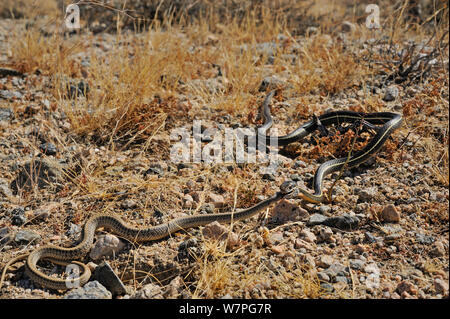 California Striped Racer Snake (Coluber lateralis lateralis Stock Photo ...
