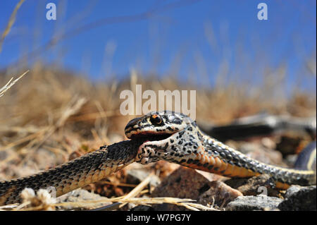 California Striped Racer Snake (Coluber lateralis lateralis Stock Photo ...
