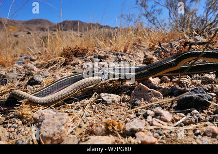 California Striped Racer Snake (Coluber lateralis lateralis Stock Photo ...