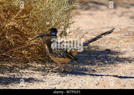 Greater Roadrunner (Geococcyx californianus) with Tiger Whiptail lizard ...