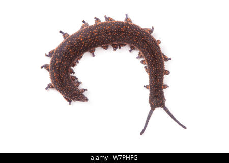 Velvet Worm (Peripatus novaezealandiae) known as 'living fossils ...