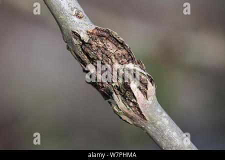 Bacterial canker (Pseudomonas syringae pv morsrunorum) "shothole"on ...