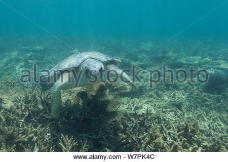 Australian flatback sea turtle (Natator depressus), endemic, female ...