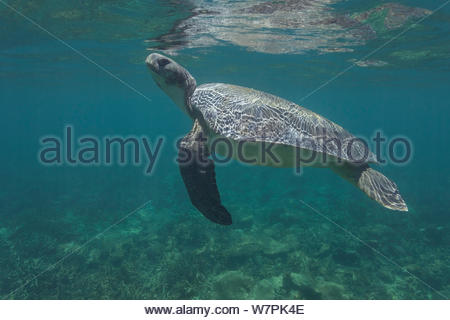 Australian flatback sea turtle (Natator depressus), endemic, female ...
