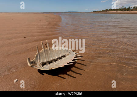 Green Turtle (Chelonia mydas) skeleton on island in Saudi Arabian ...