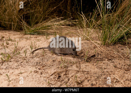 Long-haired Rat (Rattus villosissimus) feeding at night, Diamantina ...