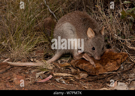 Rufous Bettong Aepyprymnus rufescens Stock Photo - Alamy