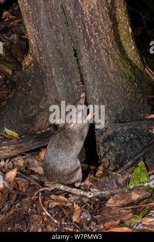 Long-nosed Bandicoot (Perameles nasuta Stock Photo - Alamy