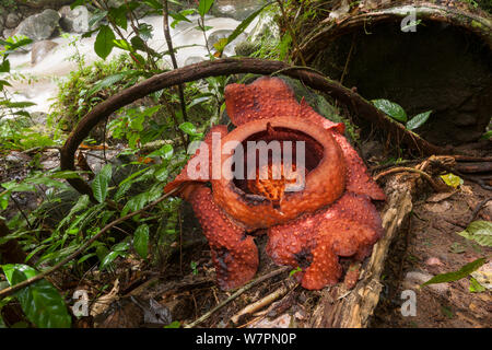 Rafflesia flower (Rafflesia tuan-mudae). Rafflesia are parasitic plants ...