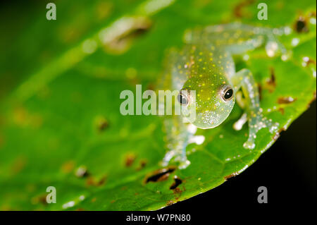 Glass Frog (Cochranella mache) on leaf, Ecuador, Endangered species ...