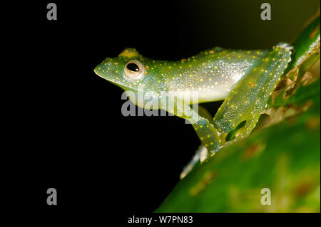 Glass Frog (Cochranella mache) on leaf, Ecuador, Endangered species ...