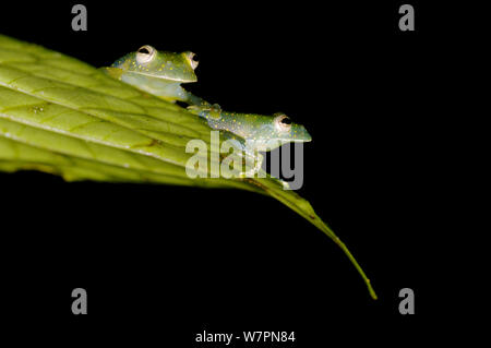 Glass Frogs (Cochranella mache) on leaf, Ecuador, Endangered species ...