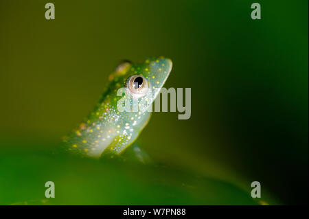 Glass Frog (Cochranella mache) portrait, Ecuador, Endangered species ...
