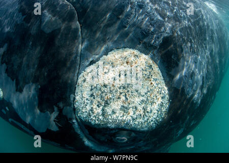 Detail of parasitic crustaceans named cyamids or whale lice, Cyamus ...