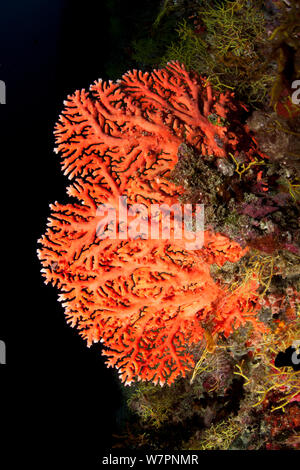 Red lace coral (Distichopora sp.) Maldives, Indian Ocean Stock Photo ...