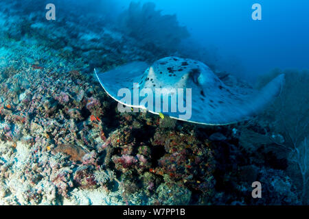 Marbled stingray (Taeniura meyeni) Pulaa Thila, Maldives, Indian Ocean ...