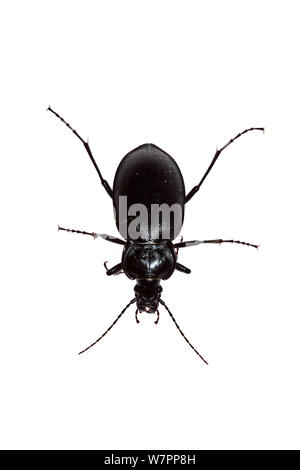The Cretan endemic ground beetle (Carabus banoni), Heraklion, Crete ...