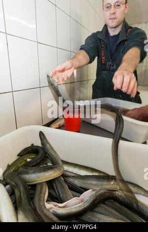 Man eel fishing in River Thames, London Stock Photo - Alamy