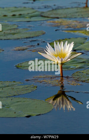 Water Lily (Nymphaeaceae) flower, Okavango River, Namibia Stock Photo ...