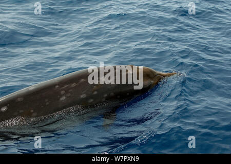 Baird's beaked whale (Berardius bairdii Stock Photo: 24076120 - Alamy