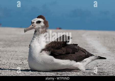 Laysan Albatross (Diomedea immutabilis) fledgling, carcass with plastic ...