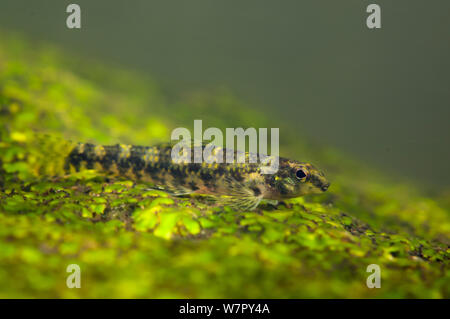 Charax fish (Melanocharacidium dispilomma). Awadan rapids, Gran Rio ...