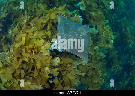 Eagle Ray (Myliobatis tenuicaudatus) Poor Knights Islands, New Zealand ...