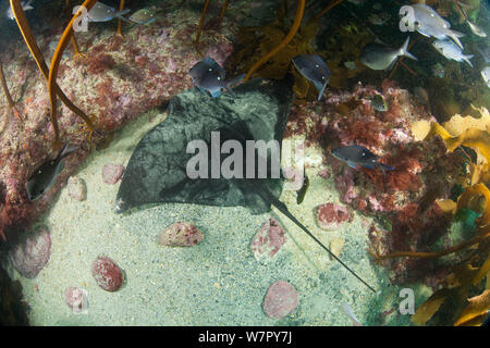 Eagle Ray (Myliobatis tenuicaudatus) Poor Knights Islands, New Zealand ...